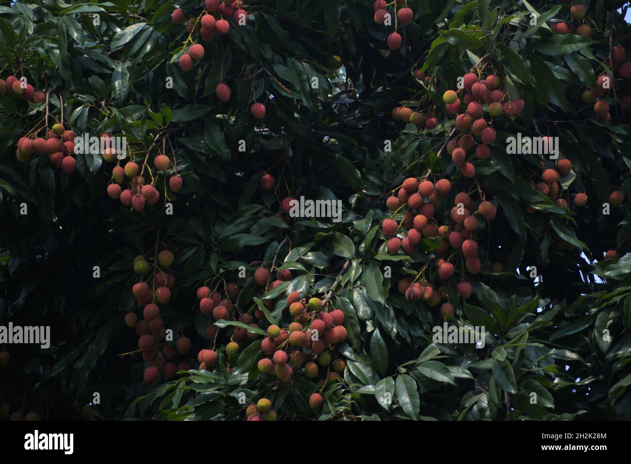 Fruits of bangladesh hi-res stock photography and images - Alamy