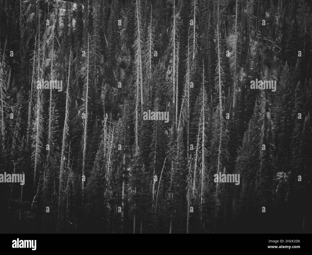 Oregon plants Black and White Stock Photos & Images - Alamy