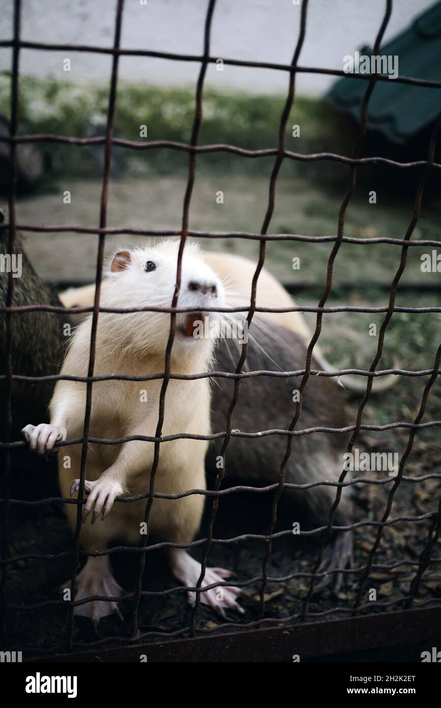 Cute otter rodent animals behind zoo bars with webbed feet ask for food ...