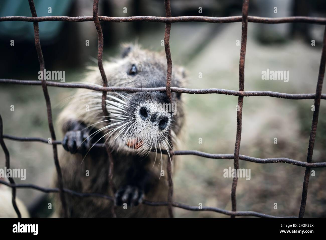 Beautiful zoo rodent animal, otter catch metal fence bars Stock Photo ...