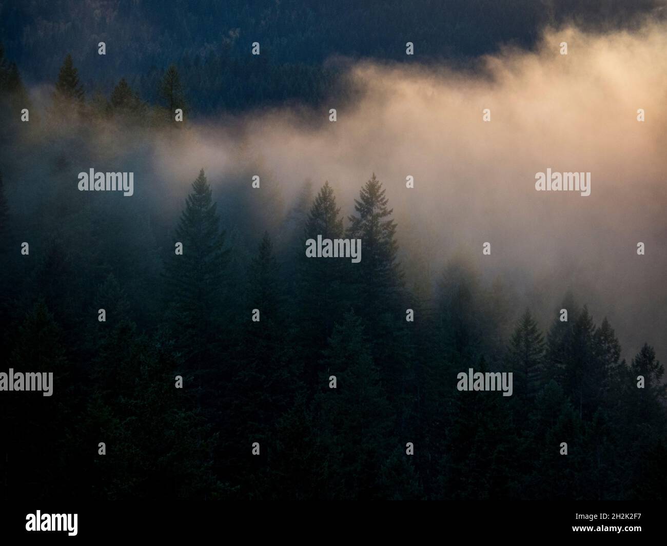 Mist hangs in a wilderness forest along the Lochsa River Stock Photo ...
