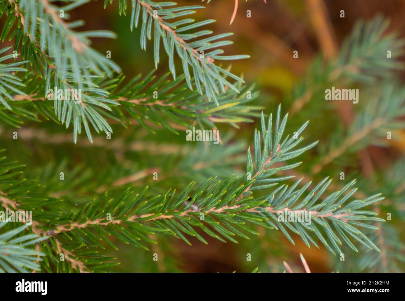 Fir branches showing new growth Stock Photo - Alamy