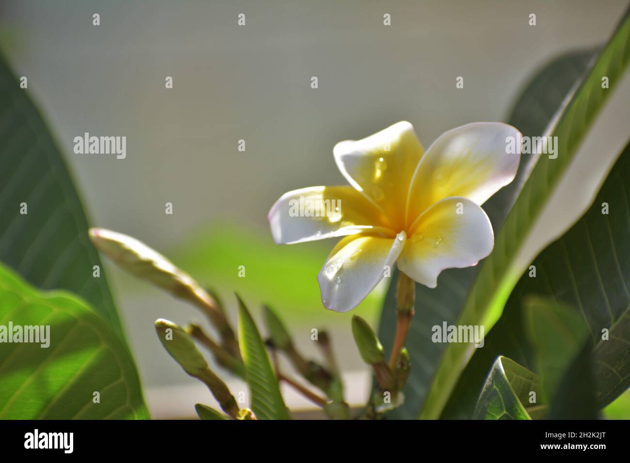 Kath golap flower hi-res stock photography and images - Alamy