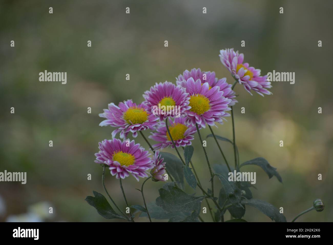 Mollika hi-res stock photography and images - Alamy
