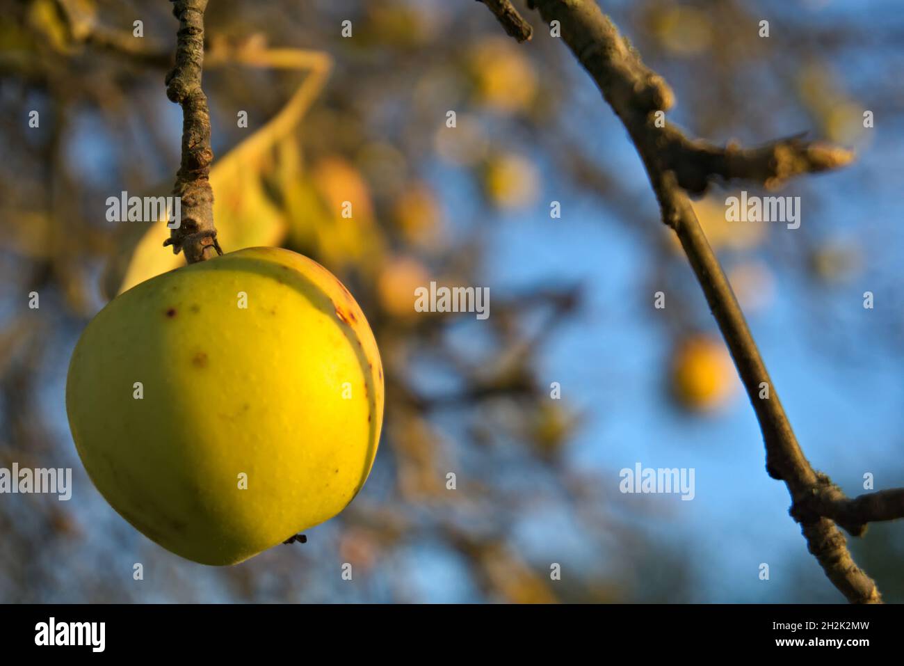 Colored, yellow apple hanging on tree with other apples, is spotlighted ...