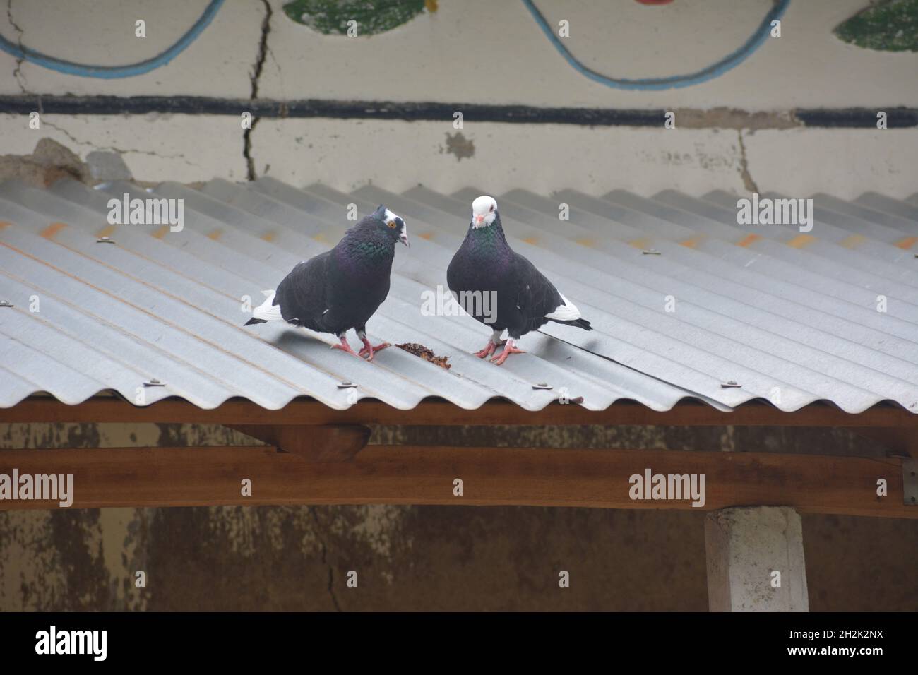 Pigeons photographs hi-res stock photography and images - Alamy