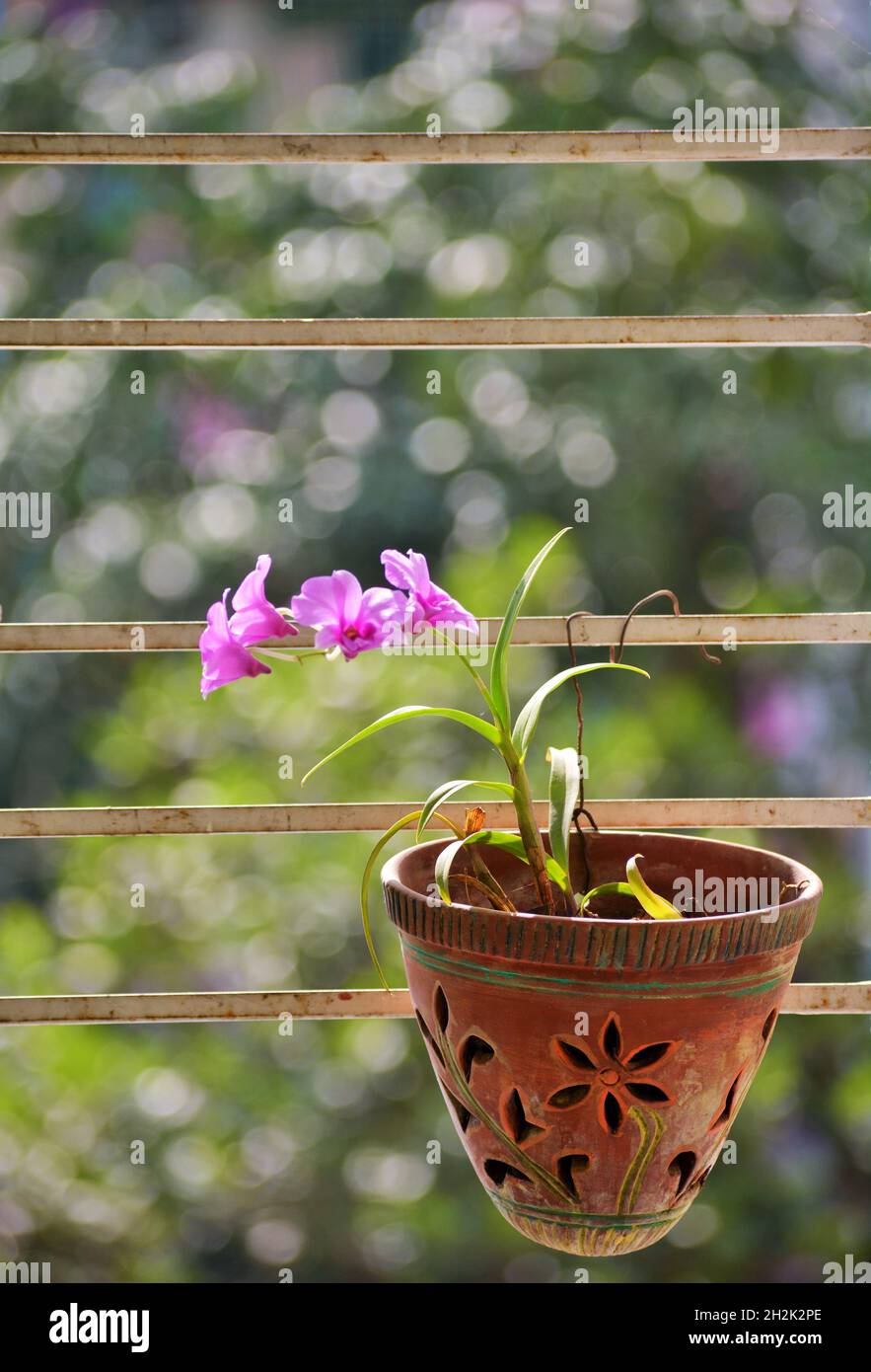 Dendrobium orchid flower photography hi-res stock photography and ...