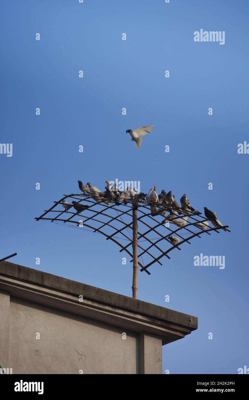 Pigeons are flying Stock Photo - Alamy