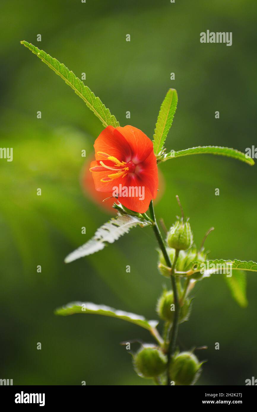 Dupur moni flower hi-res stock photography and images - Alamy