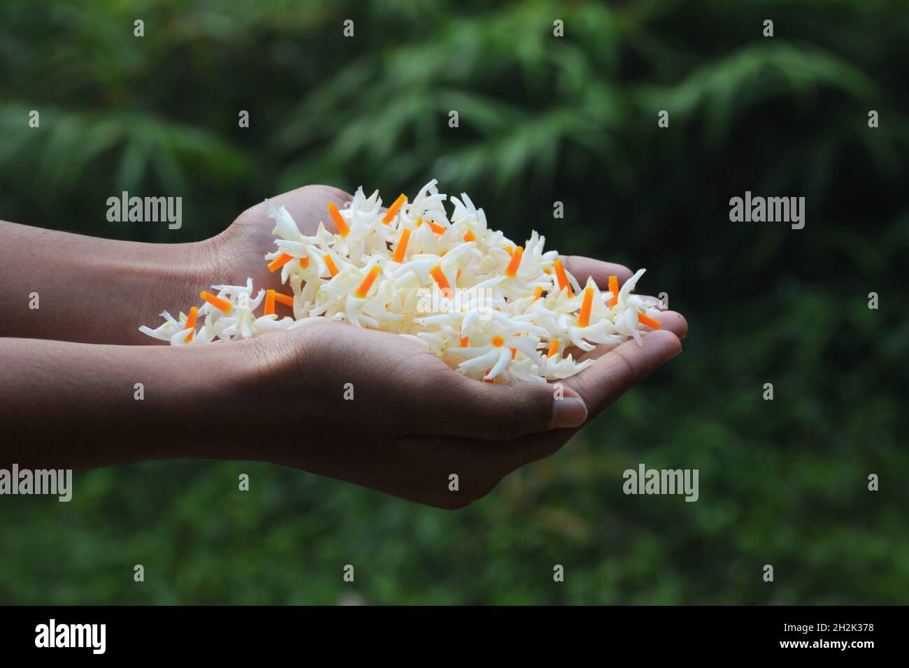 Flowers photo hi-res stock photography and images - Alamy