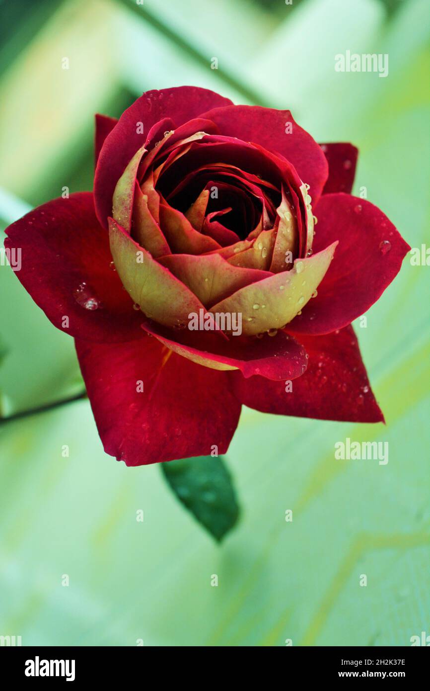 Red rose flower close up photograph Stock Photo - Alamy