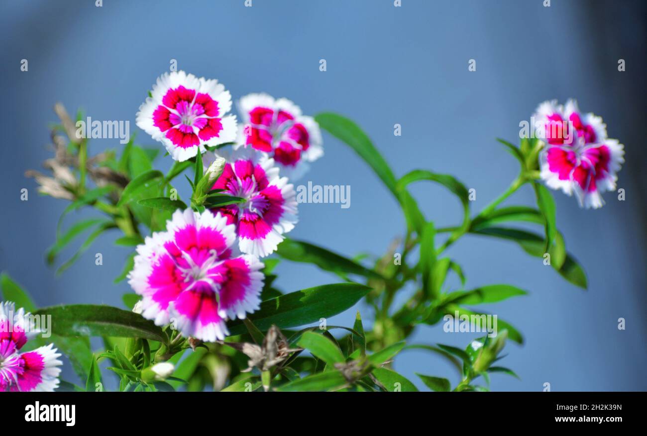 Red white dianthus flowers hi-res stock photography and images - Alamy