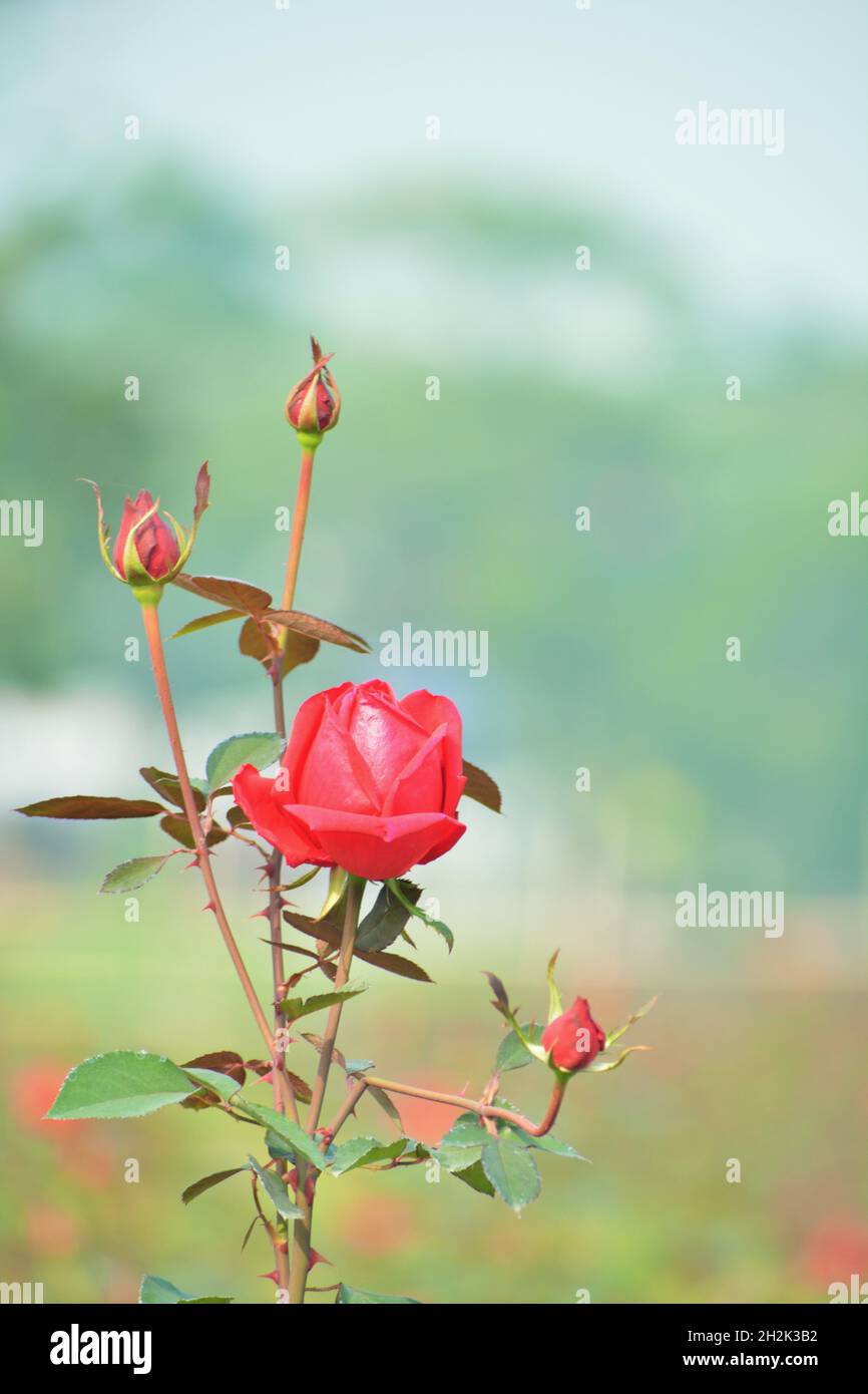 Single red rose photographs hi-res stock photography and images - Alamy