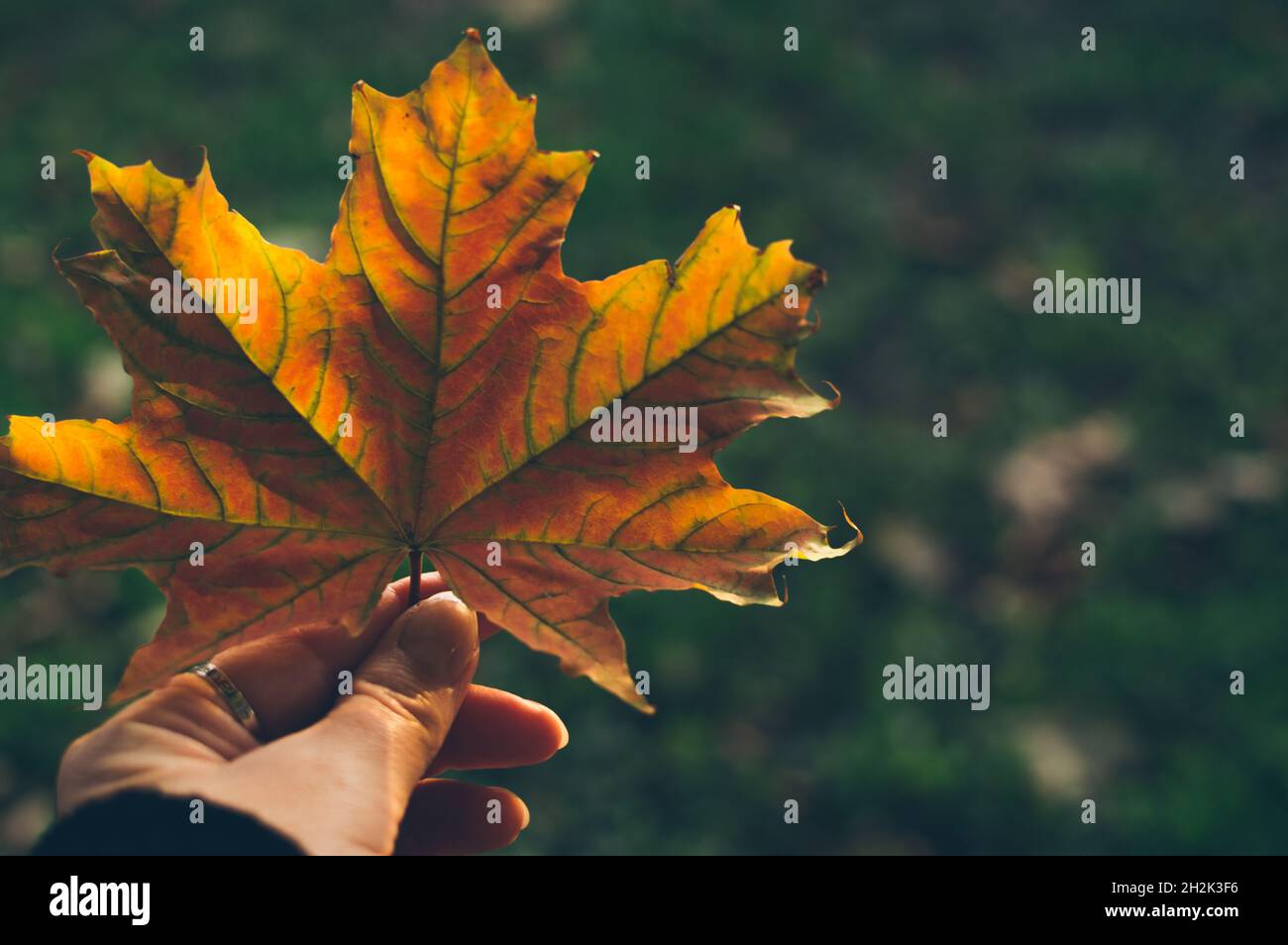 Hand holding fallen maple leaf hi-res stock photography and images - Alamy