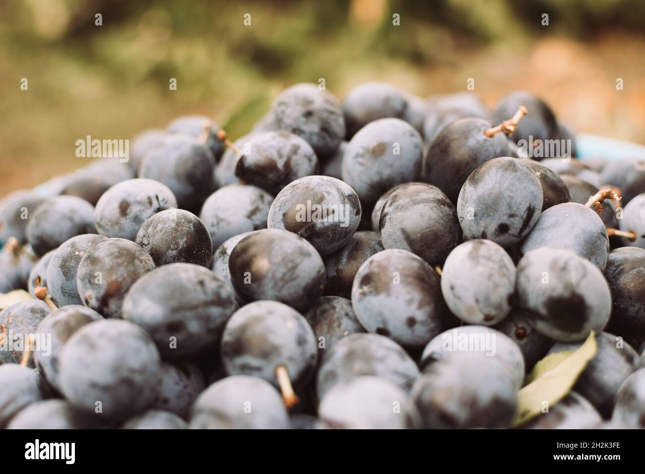 Lots of small ripe dark plums close up in a bucket. Harvesting the crop ...