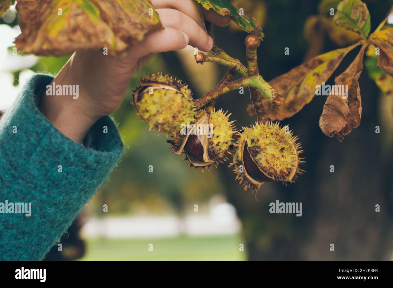 Chestnut brown color coat hi-res stock photography and images - Alamy