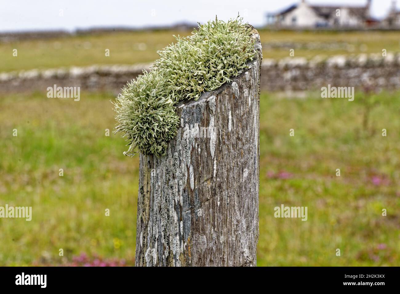 Colonies of lichens growing on wood in Scotland Stock Photo - Alamy