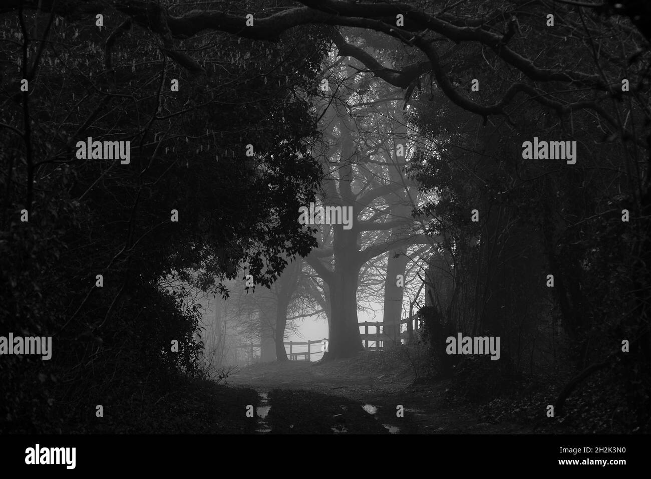 Trees Shrouded in Mist With Dark Silhouette Stock Photo - Alamy