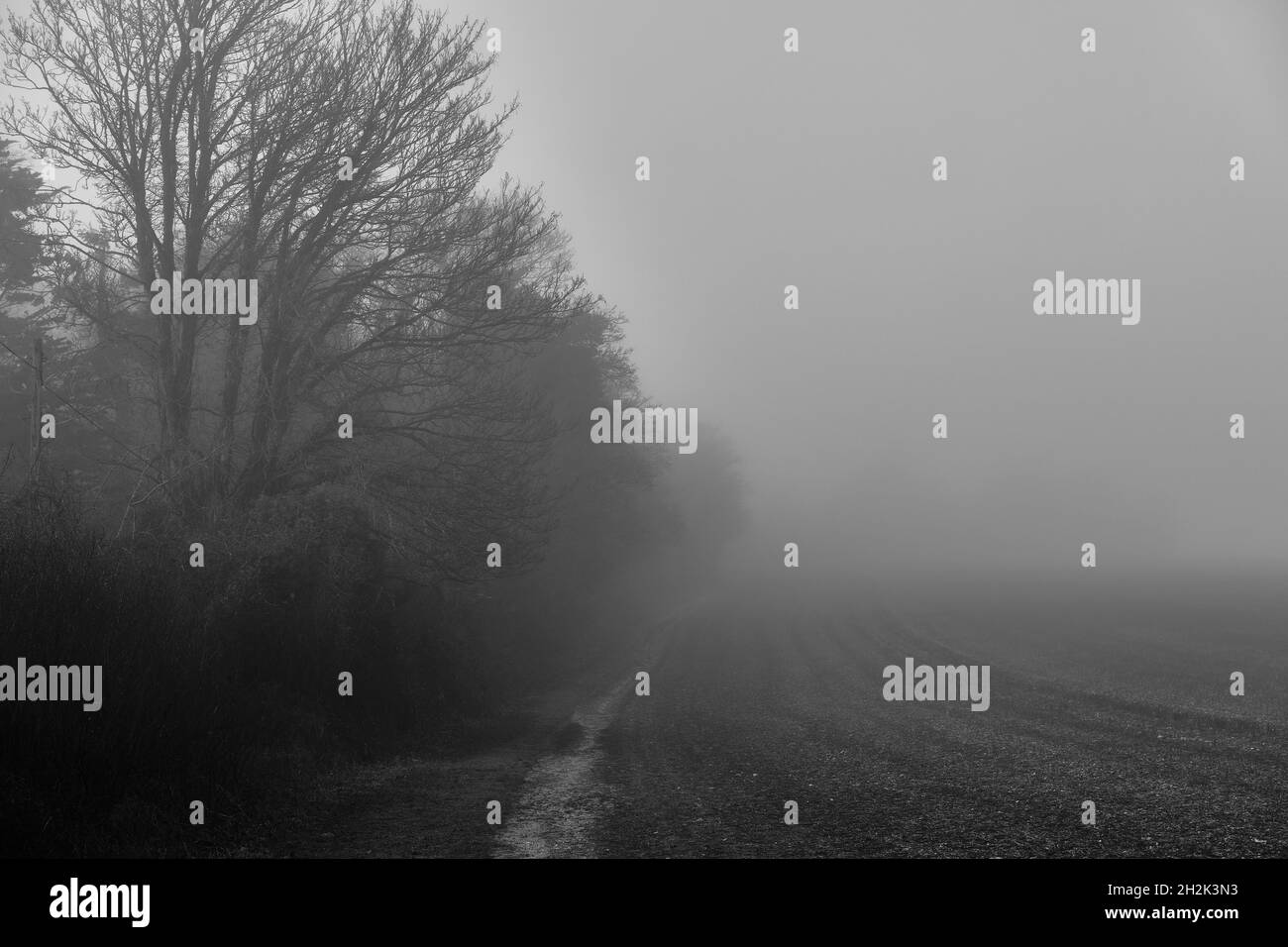 Follow the Path Into The Mist With Trees on Left Stock Photo - Alamy