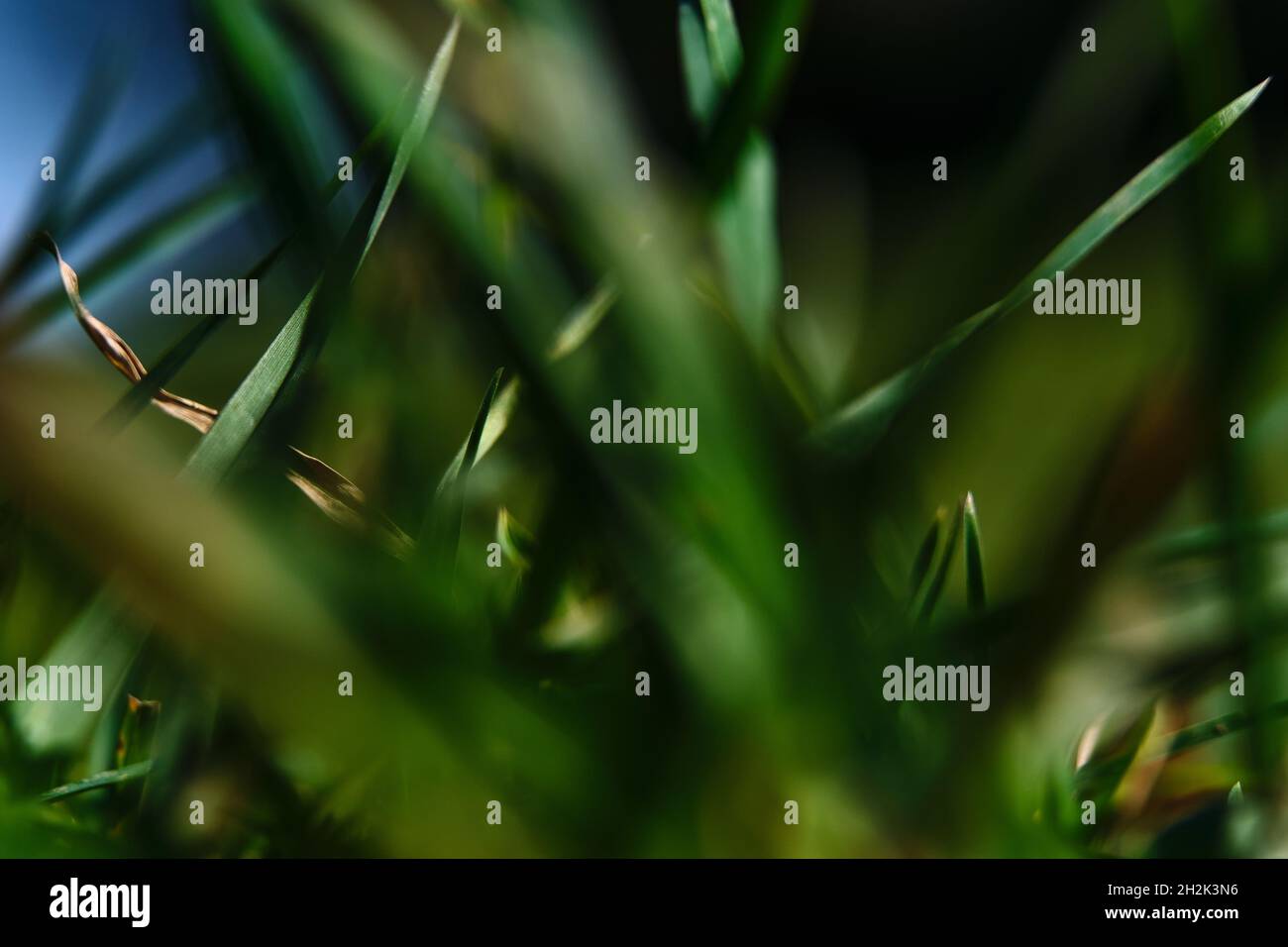 Selective Close Focus Between Grass Stock Photo - Alamy