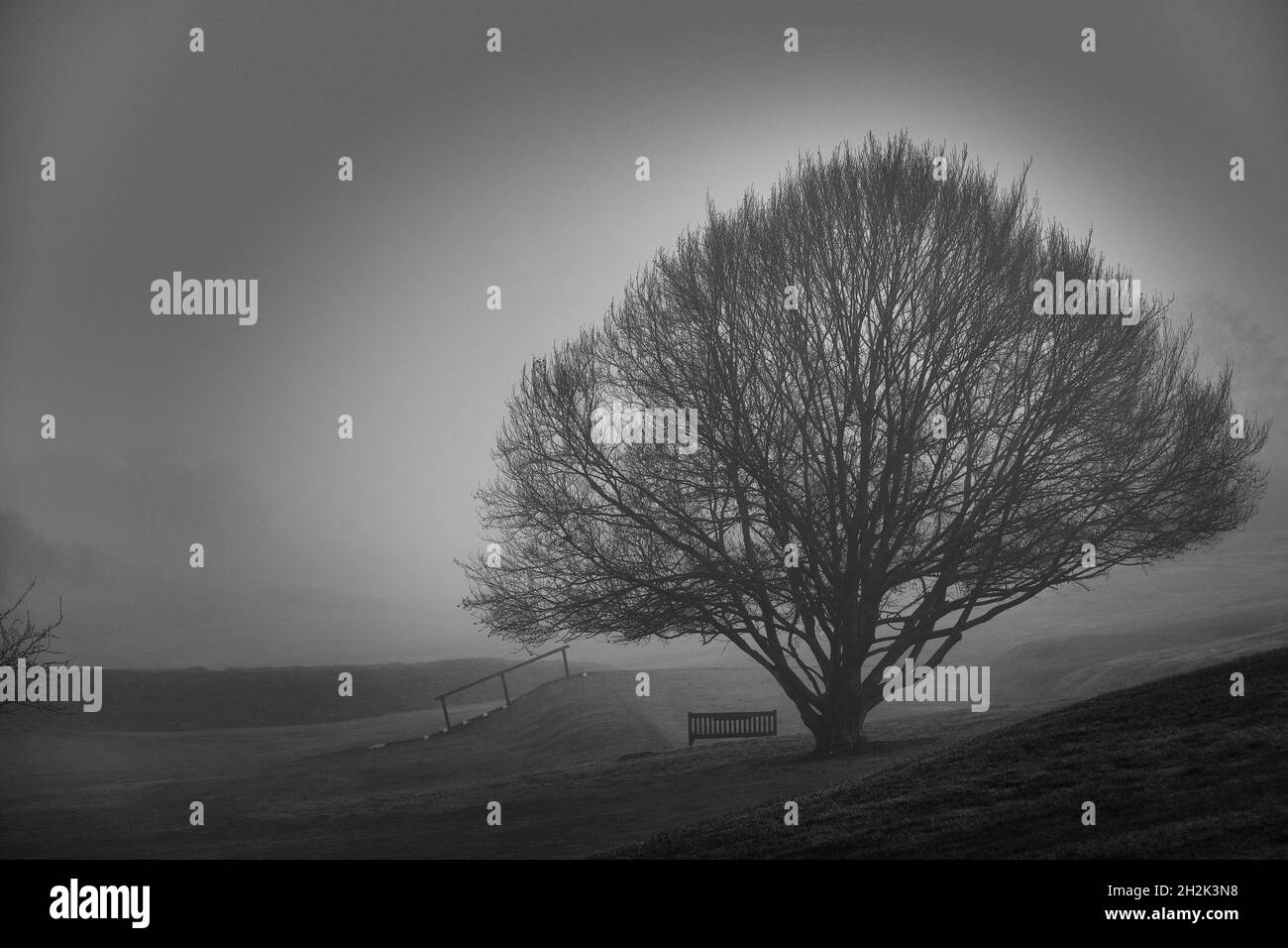 Tree shrouded in mist hi-res stock photography and images - Alamy
