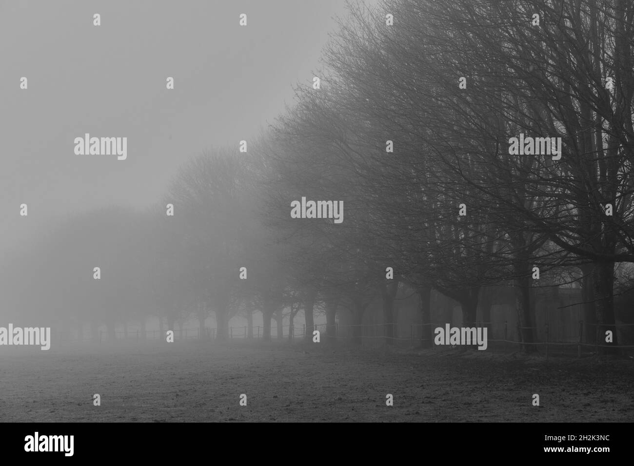 Line of Trees Disappearing Into Mist Stock Photo - Alamy