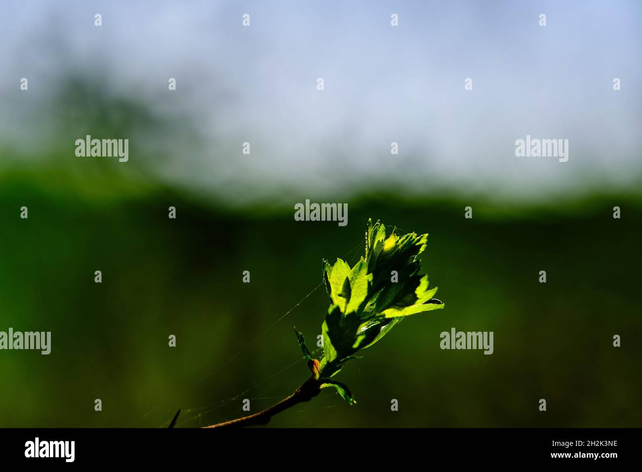 Close Up Of Leaves With Light Shining From Behind Stock Photo - Alamy