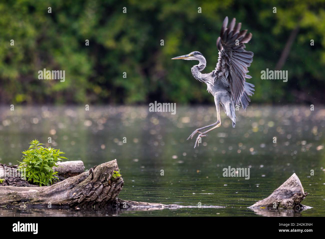 Incoming birds hi-res stock photography and images - Alamy