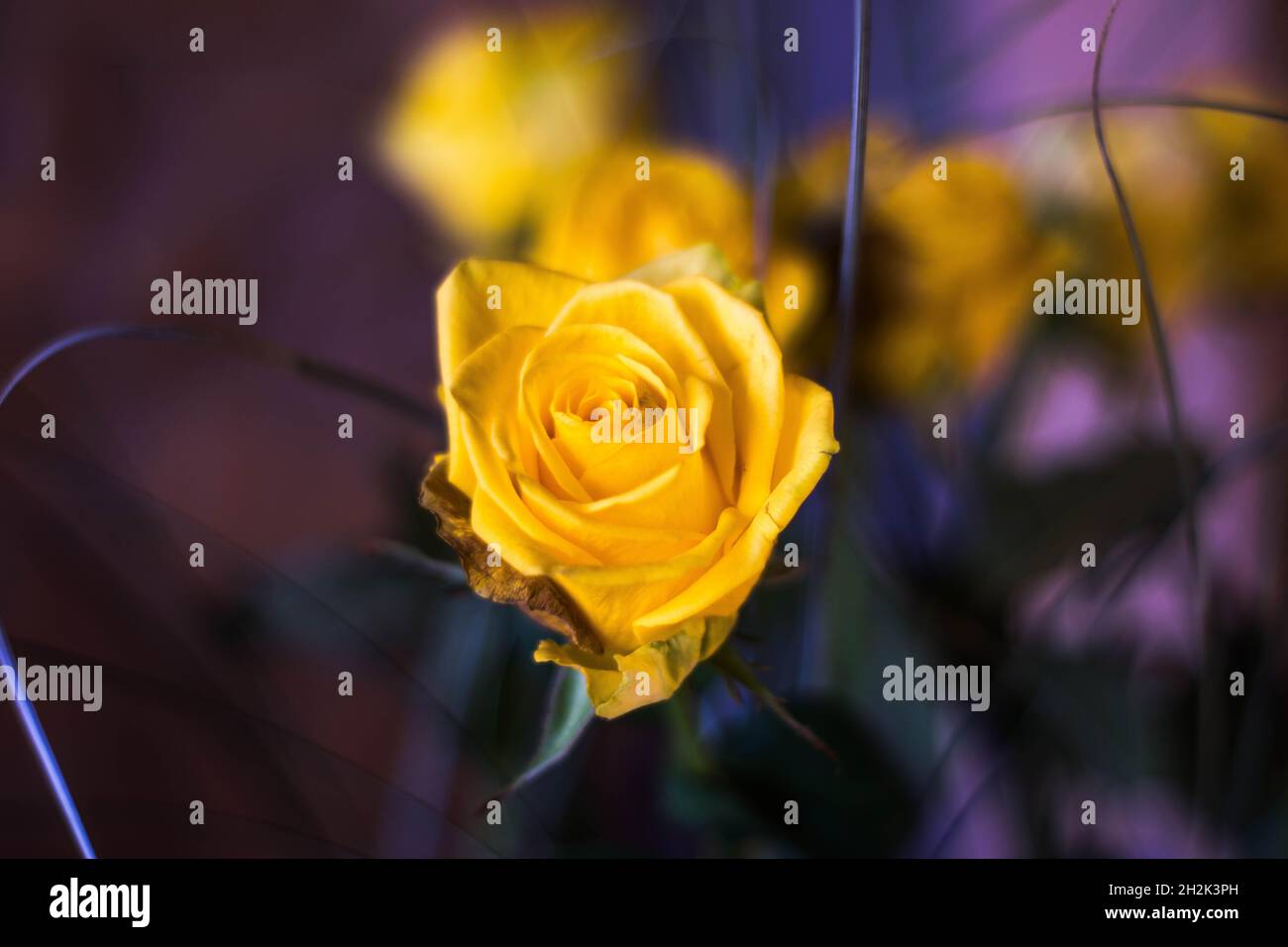 Yellow rose spring wedding decor Stock Photo - Alamy
