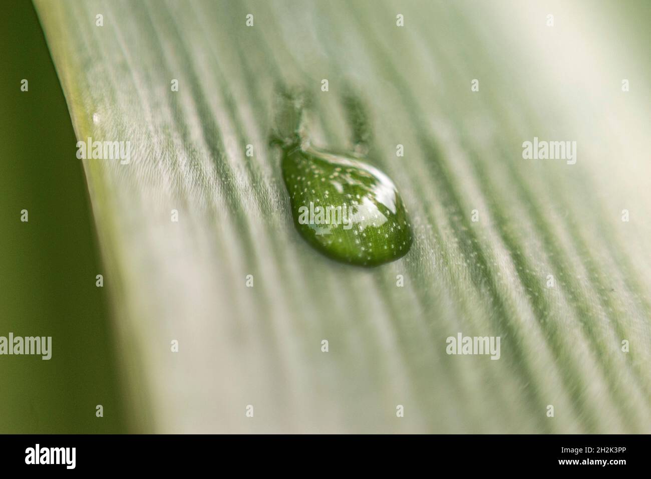 Macrowaterdrop hi-res stock photography and images - Alamy