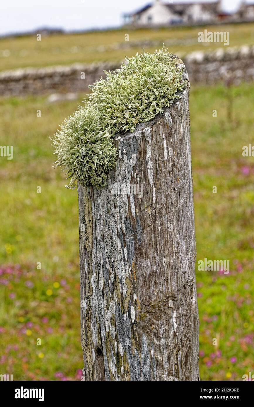 Colonies of lichens growing on wood in Scotland Stock Photo - Alamy