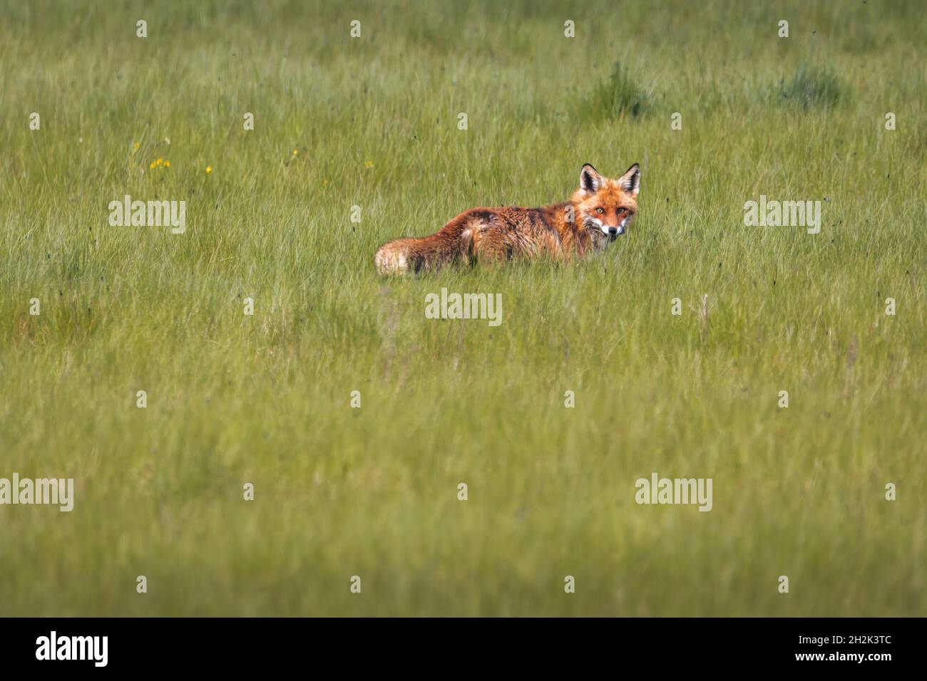 Fox during his hunt on a field Stock Photo - Alamy