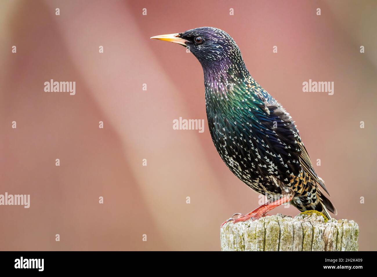 posturing colorful starling Stock Photo - Alamy