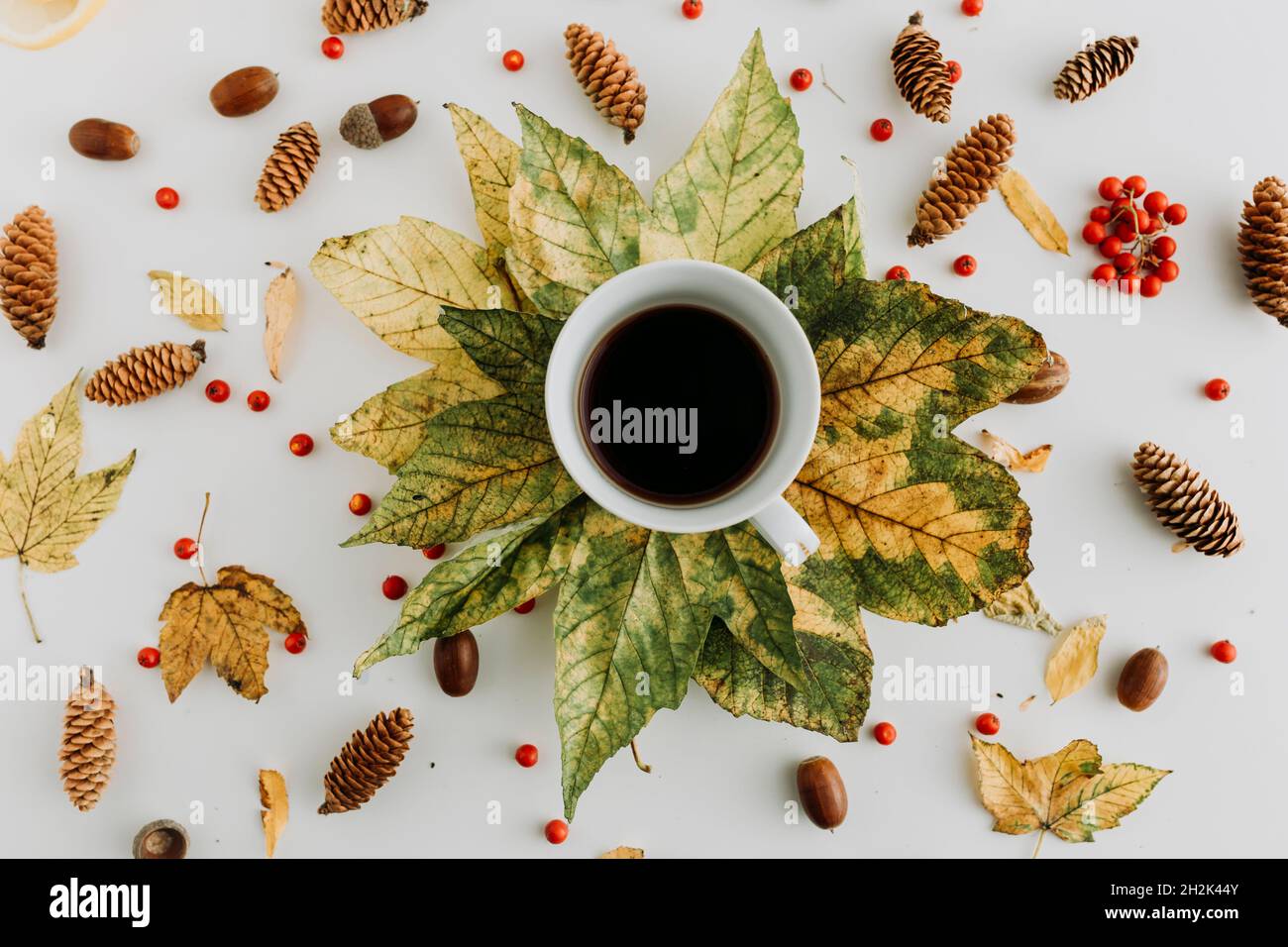 Tea cup with on leaves with acorns, cones, and mountain ash Stock Photo ...