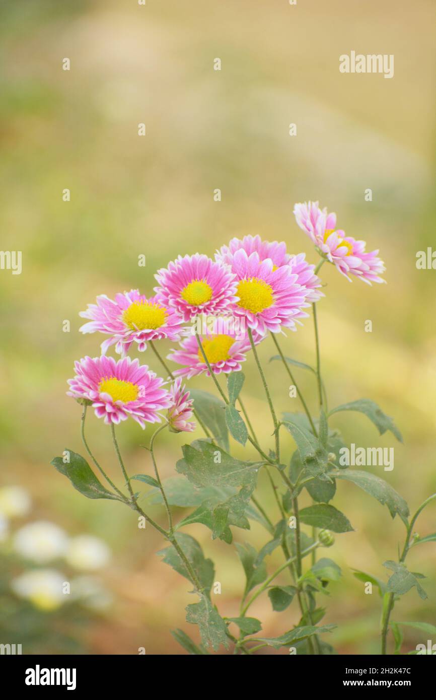 Chandra mollika flower photography hi-res stock photography and images ...