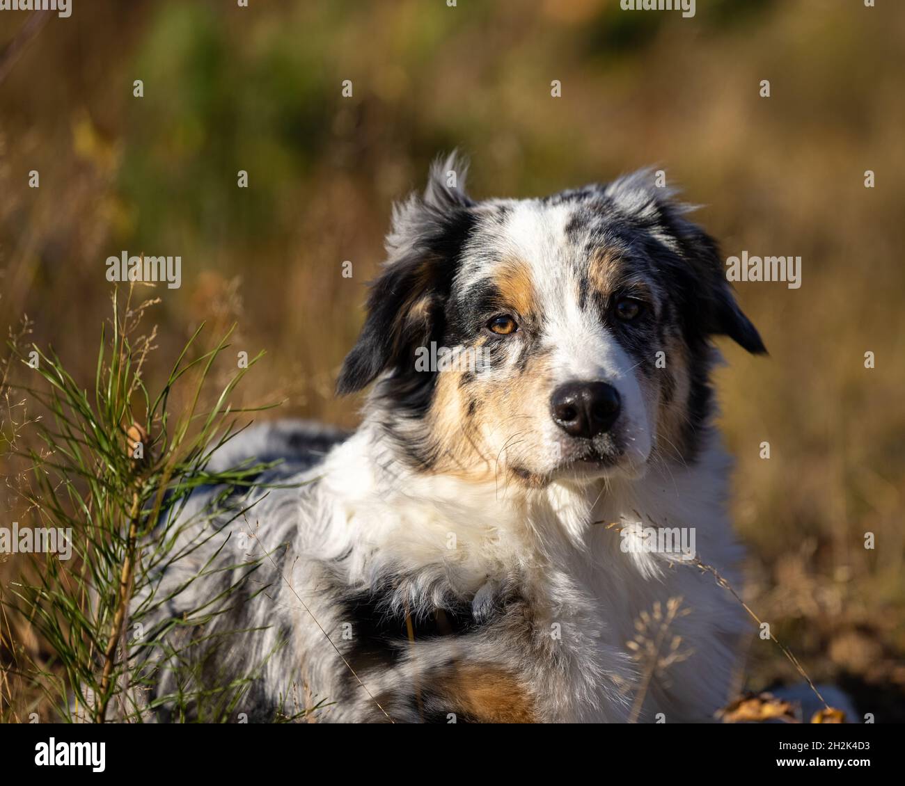 Australian shepherd aussie sitting hi-res stock photography and images ...