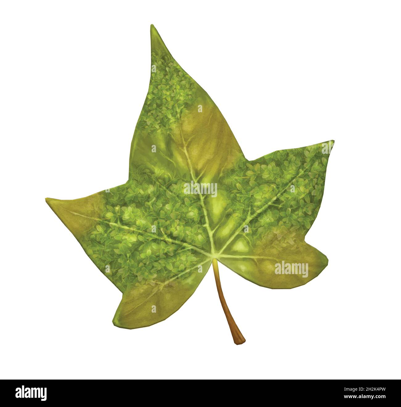 Leaves ivy autumn Stock Vector Images - Alamy