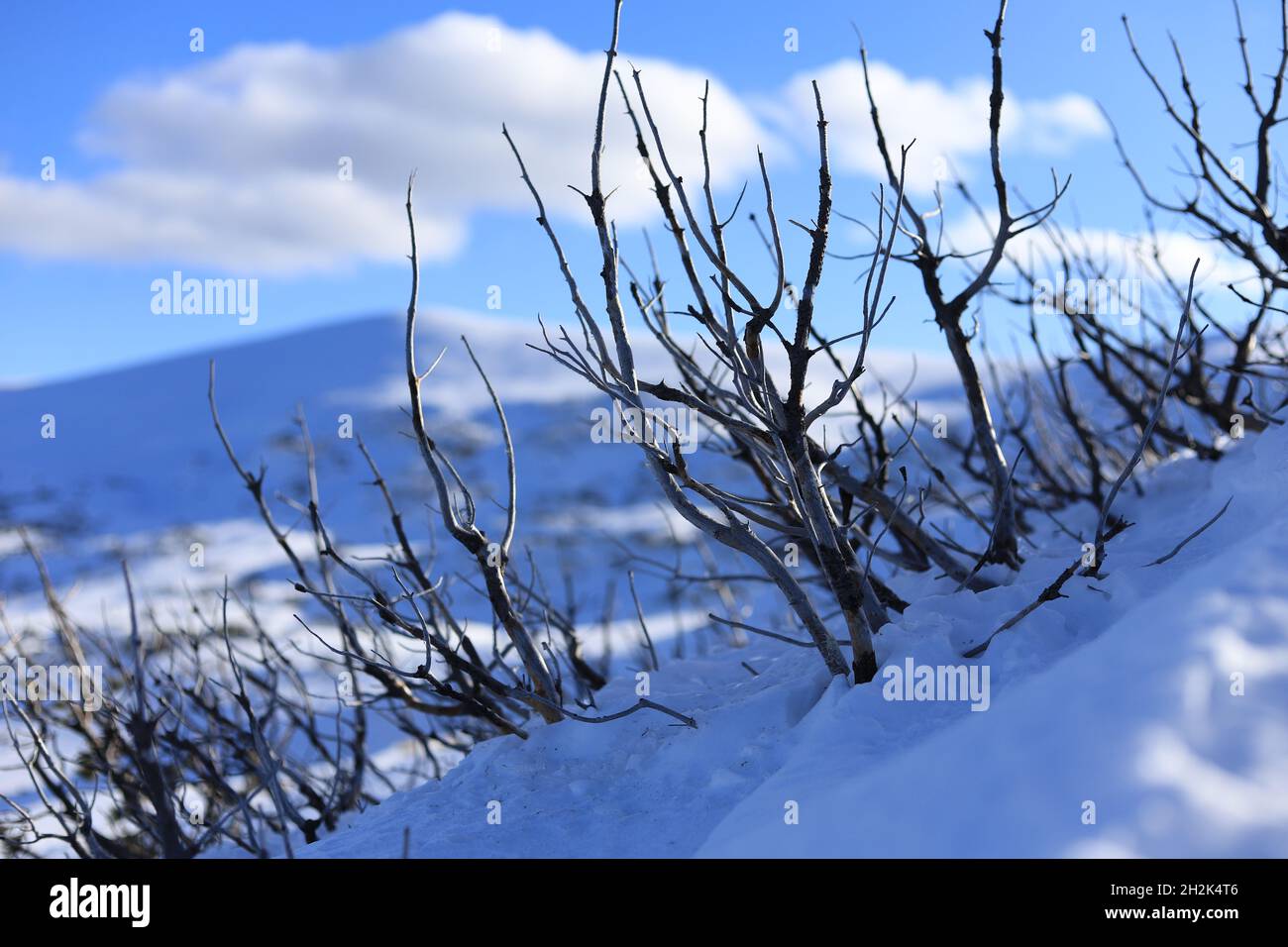 Dry twigs on top of a mountain in the snow. Winter backgrounds and ...