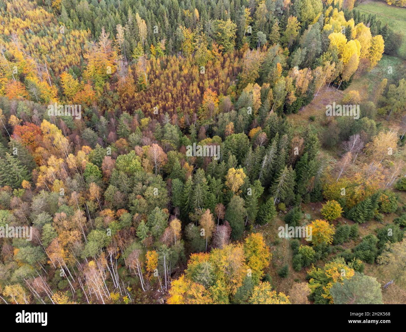 Aerial view of autumn landscape, forest in vibrant colors Stock Photo ...