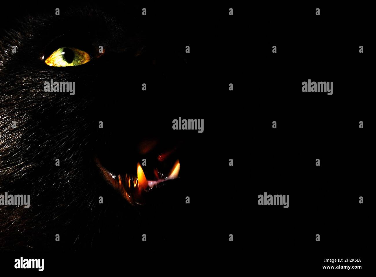 Black cats showing their fierceness and anger Stock Photo - Alamy