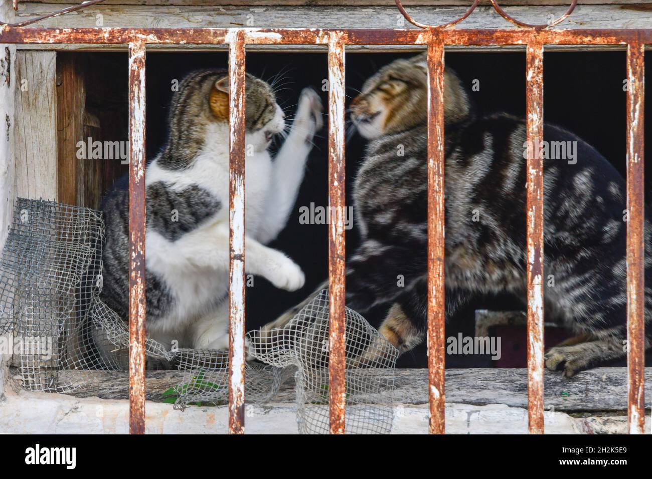 Cats behind wall hi-res stock photography and images - Alamy