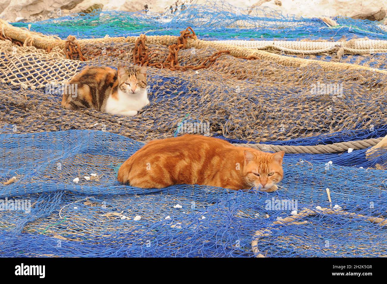 One fishing cat hi-res stock photography and images - Alamy