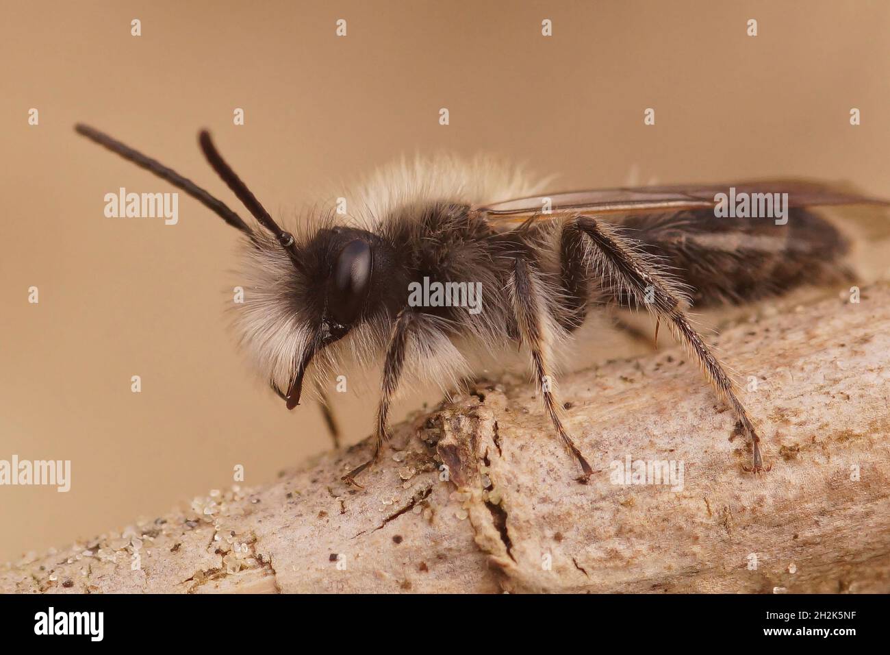 Male miner bee hi-res stock photography and images - Alamy