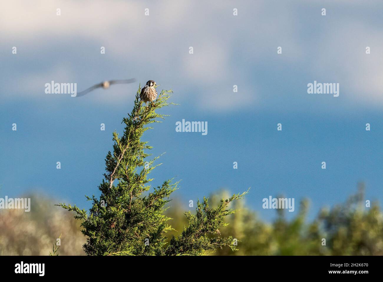American kestrels during fall migration Stock Photo - Alamy