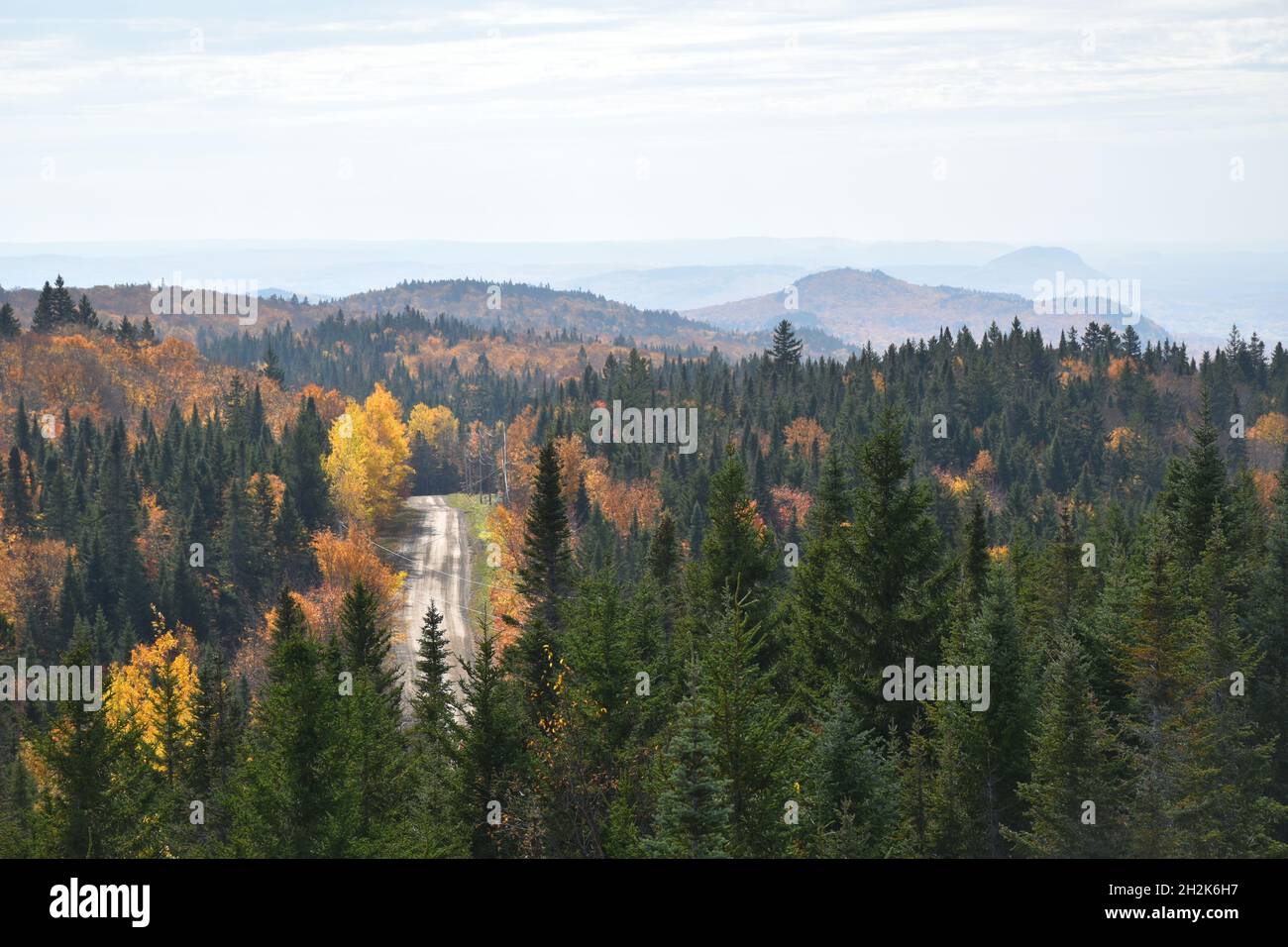 Mixed foret hi-res stock photography and images - Alamy