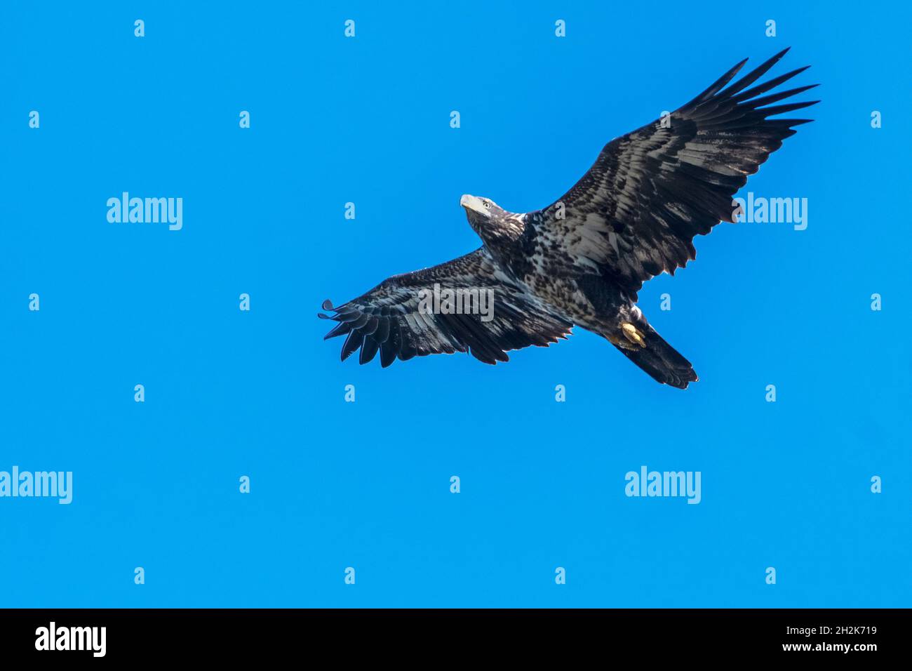 Immature bald eagle flight during fall migration Stock Photo - Alamy