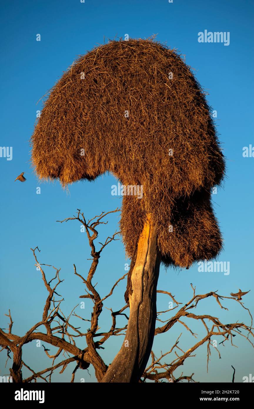 Big nest of the Sociable weaver bird at Kgalagadi Transfontier Park ...