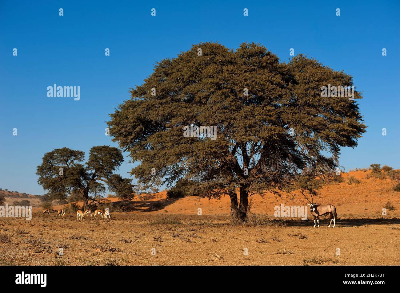 Gemsbok or orix antelope and springbok herd at Kgalagadi Transfontier ...