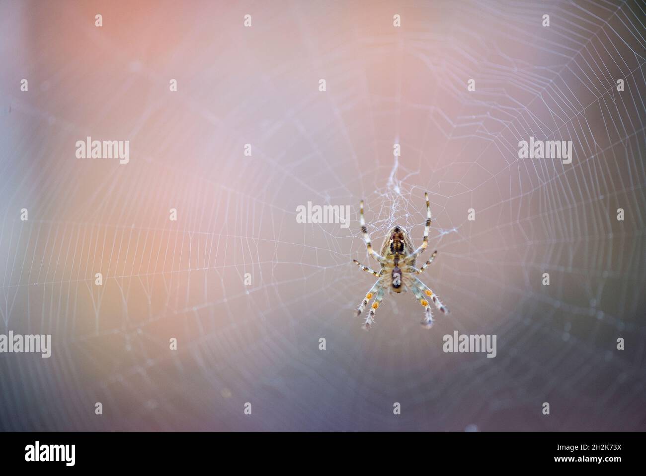 Wolf spiders on web Stock Photo - Alamy