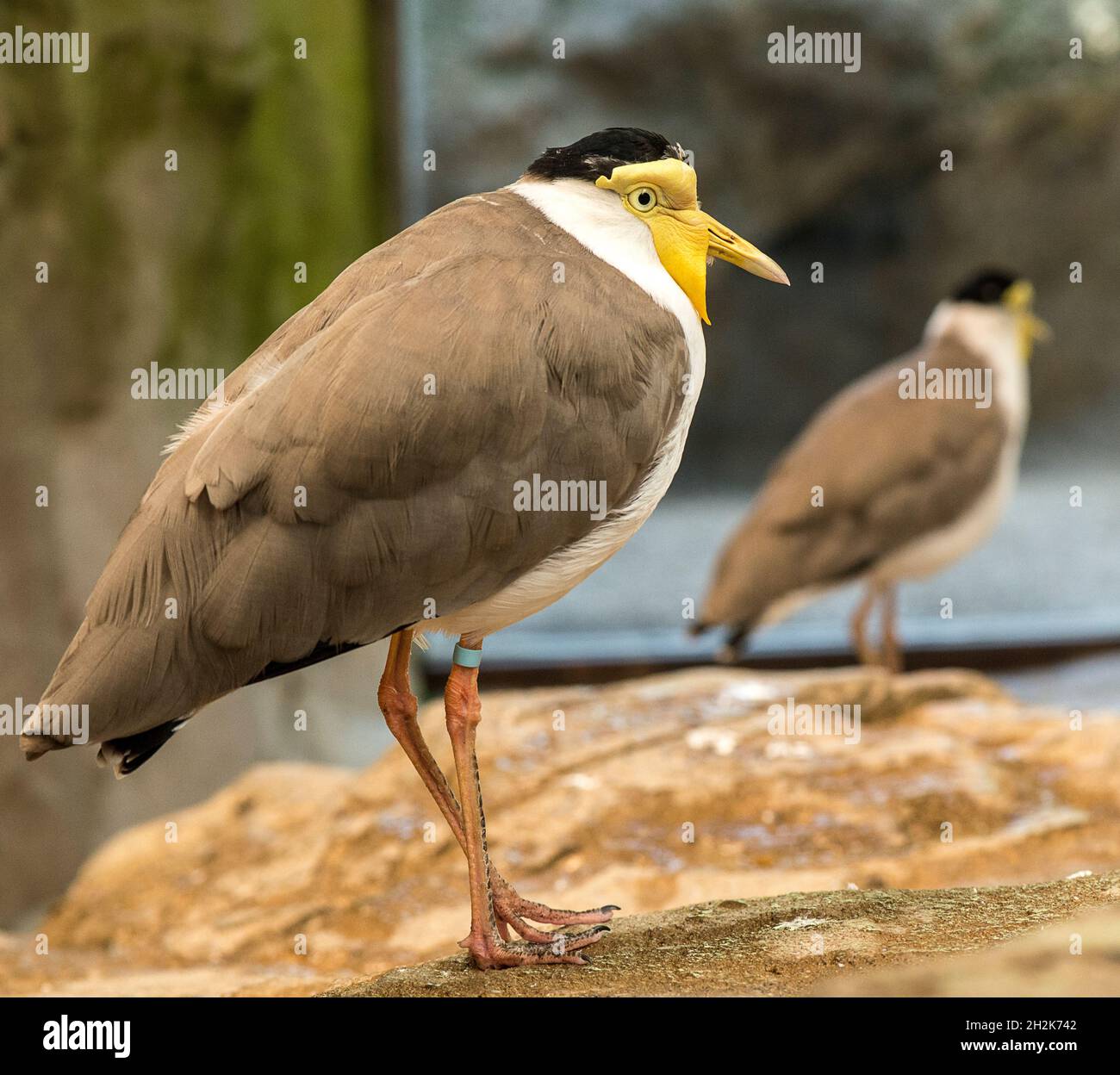 masked lapwings standing together Stock Photo - Alamy